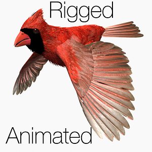 Download Free & Premium Cardinal 3D Models | TurboSquid