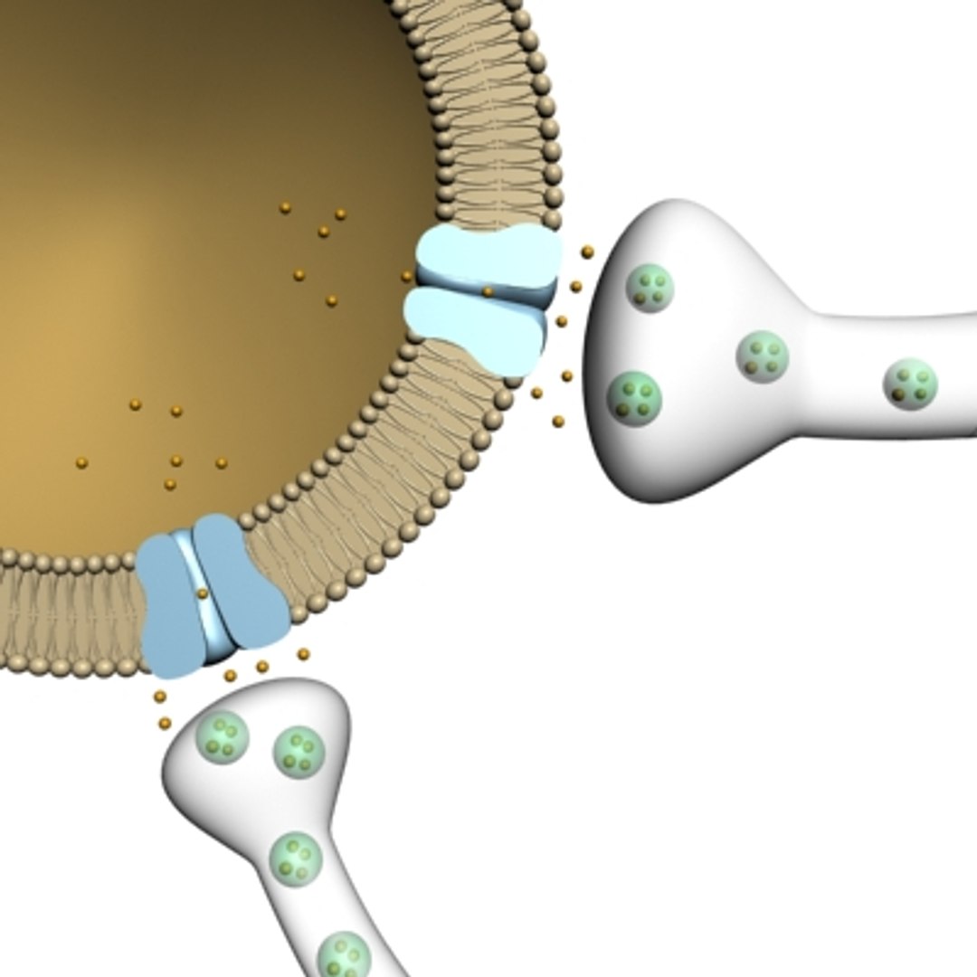 Synapse Neurons Cells 3d Max