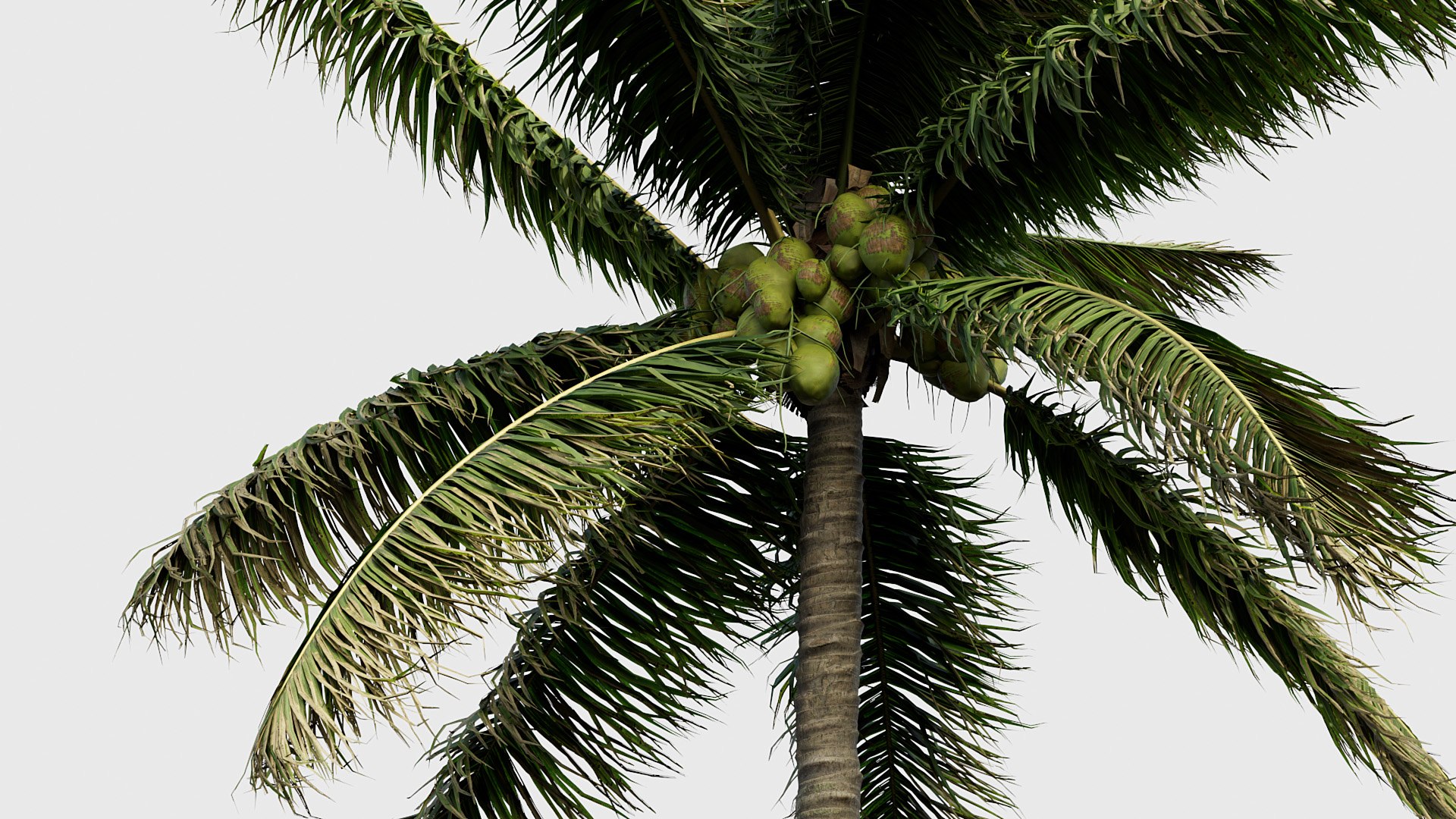 3D Cocos Nucifera Coconut Tree 04 3D Model - TurboSquid 2173917