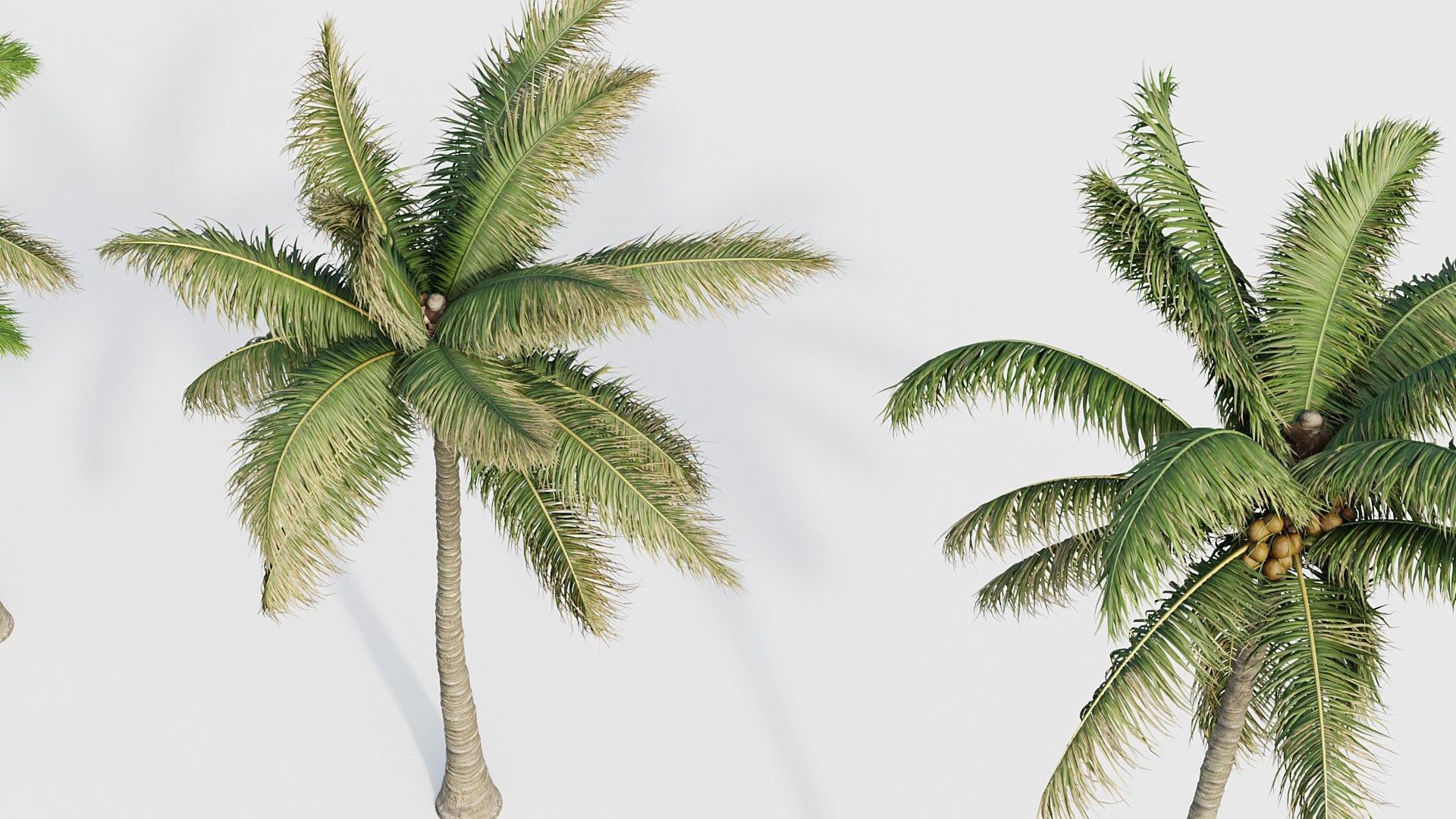 3D Cocos Nucifera Coconut Tree 04 3D Model - TurboSquid 2173917