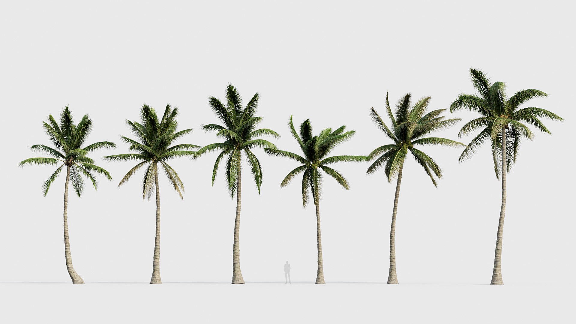 3D Cocos Nucifera Coconut Tree 04 3D Model - TurboSquid 2173917