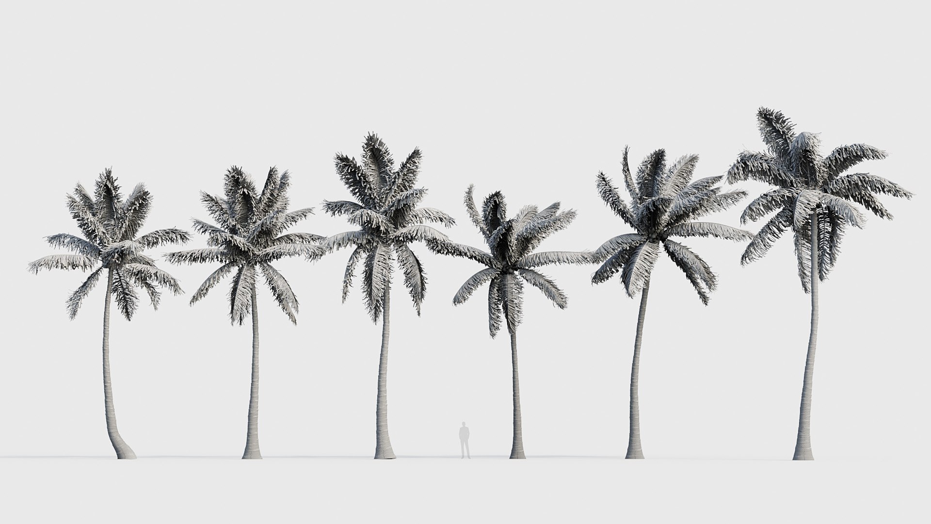 3D Cocos Nucifera Coconut Tree 04 3D Model - TurboSquid 2173917