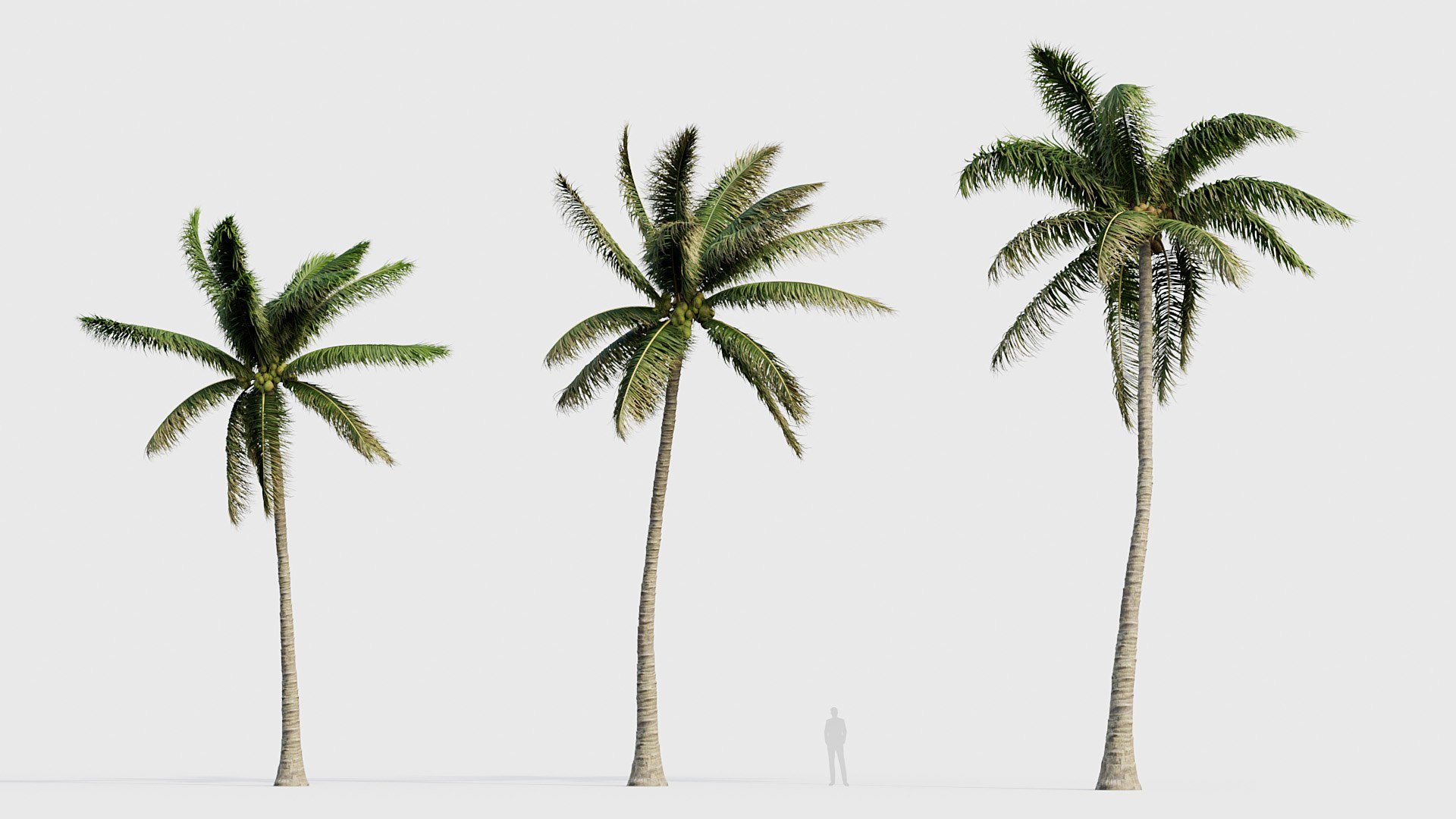 3D Cocos Nucifera Coconut Tree 04 3D Model - TurboSquid 2173917