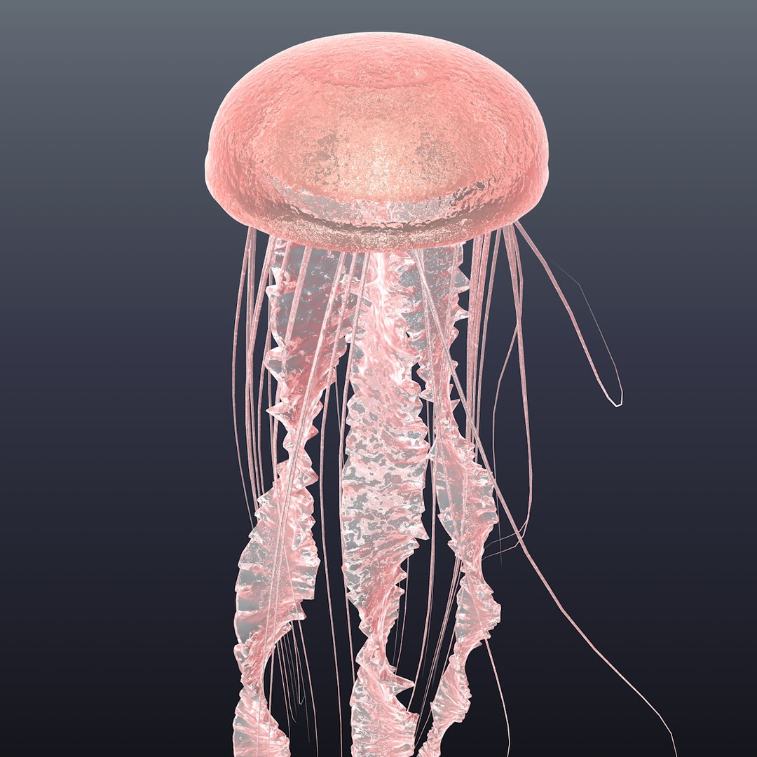 Realistic Jellyfish Model - TurboSquid 1453268
