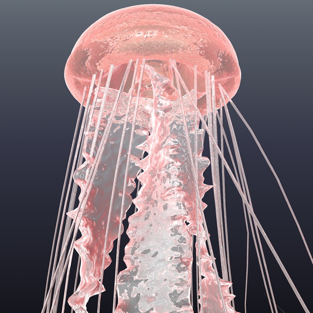 Realistic Jellyfish Model - TurboSquid 1453268