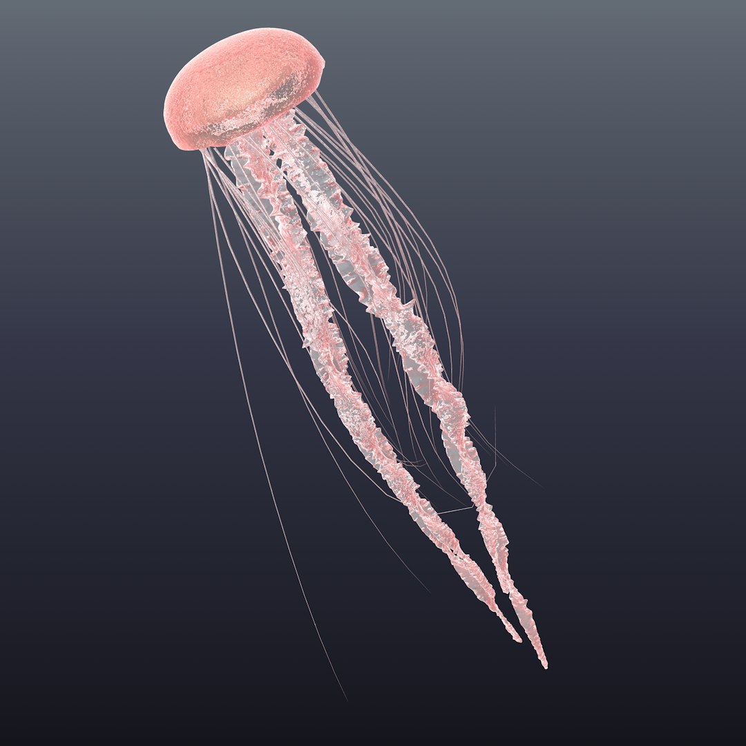 Realistic Jellyfish Model - TurboSquid 1453268