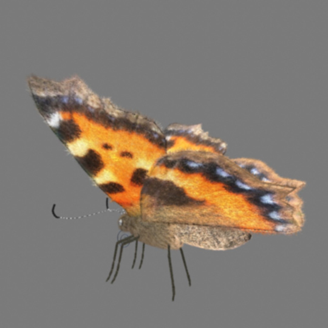 3d Model Butterfly Fur Tortoise Shell