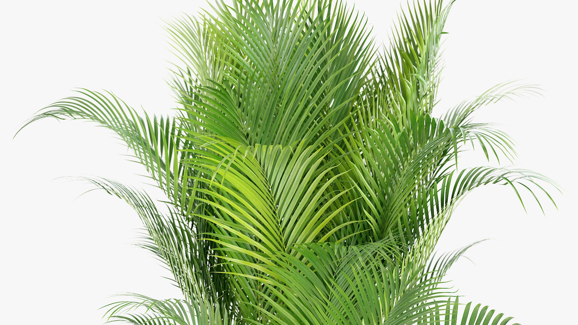 Photorealistic Palm Realistic 3D - TurboSquid 1541658