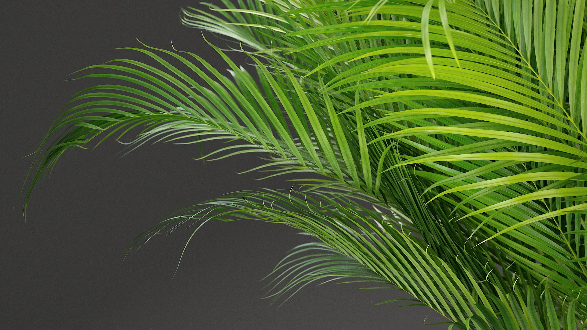 Photorealistic Palm Realistic 3D - TurboSquid 1541658