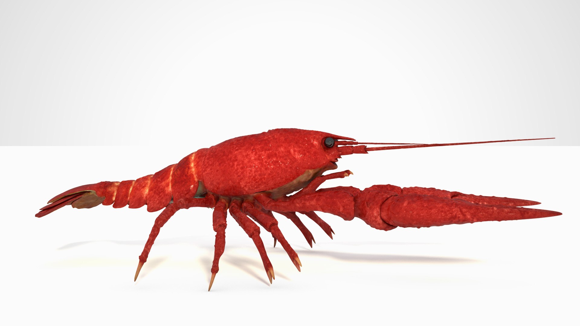 rigged crayfish 3d model