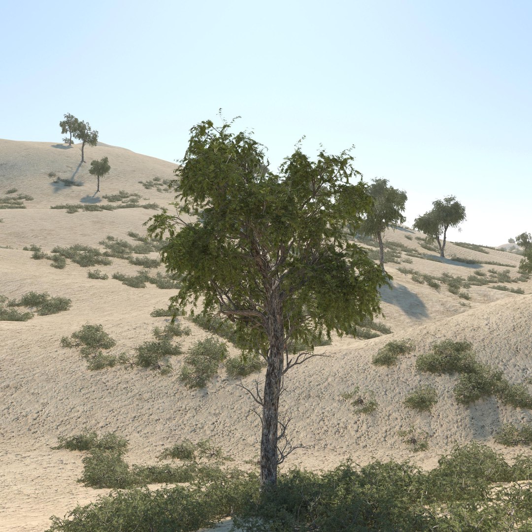 3d Ghaf Tree Model