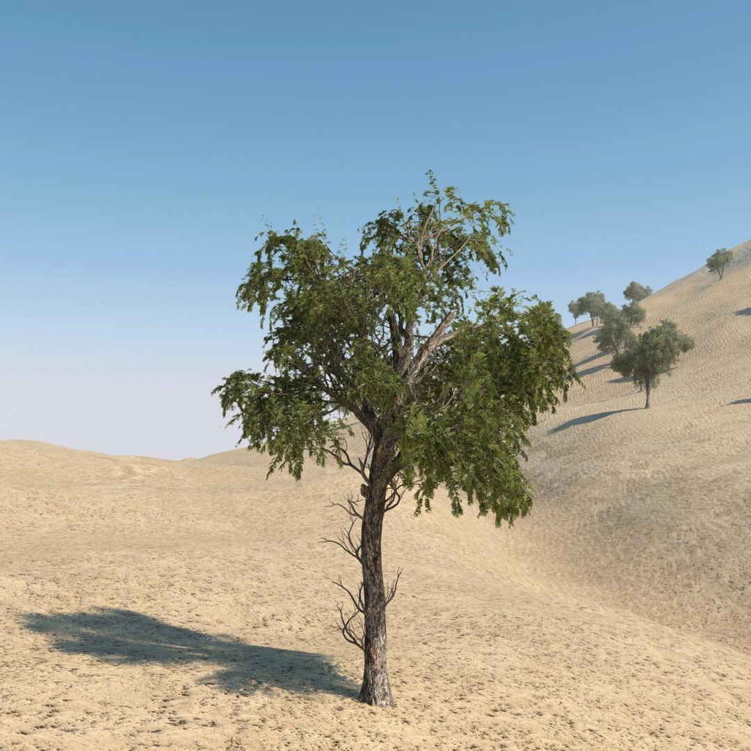 3d Ghaf Tree Model