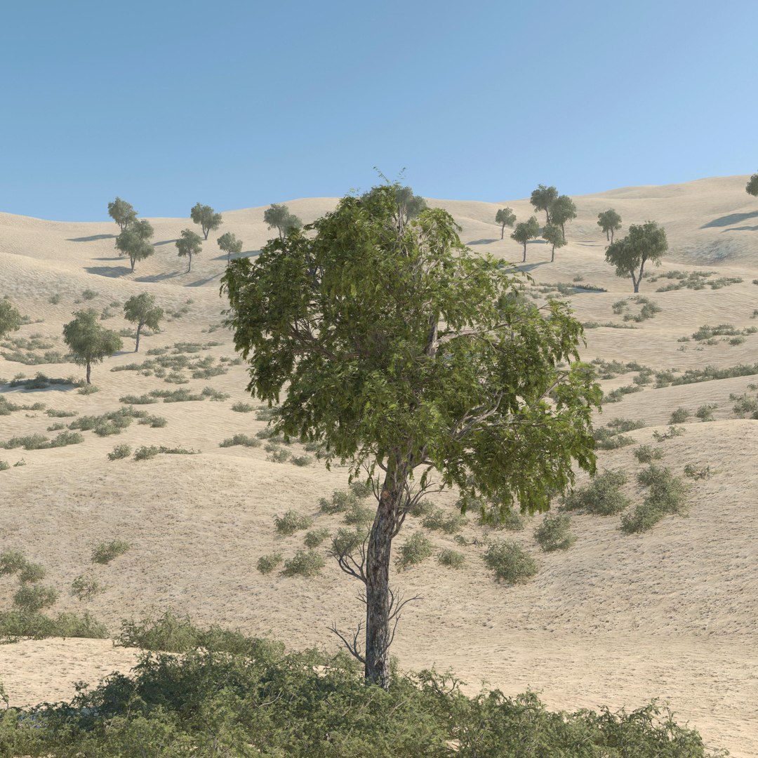 3d Ghaf Tree Model