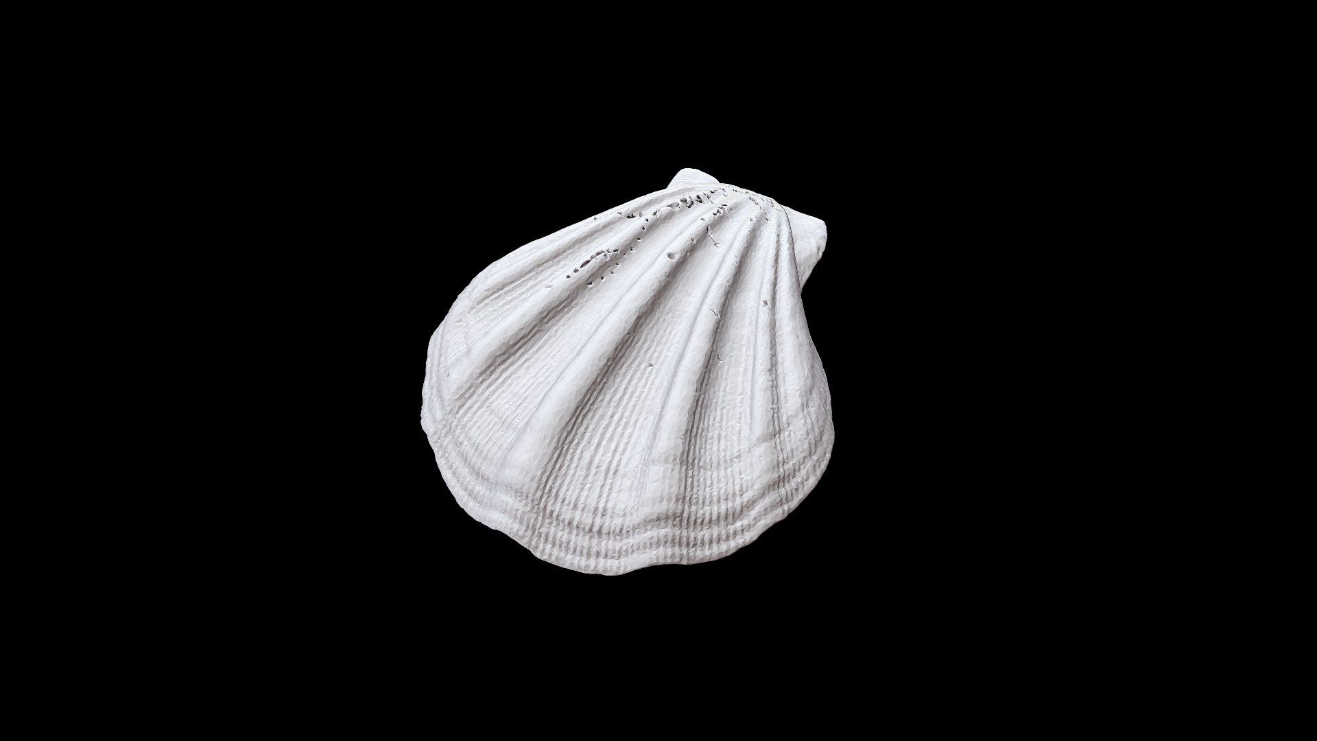 Seashell003 3D Model - TurboSquid 1778291