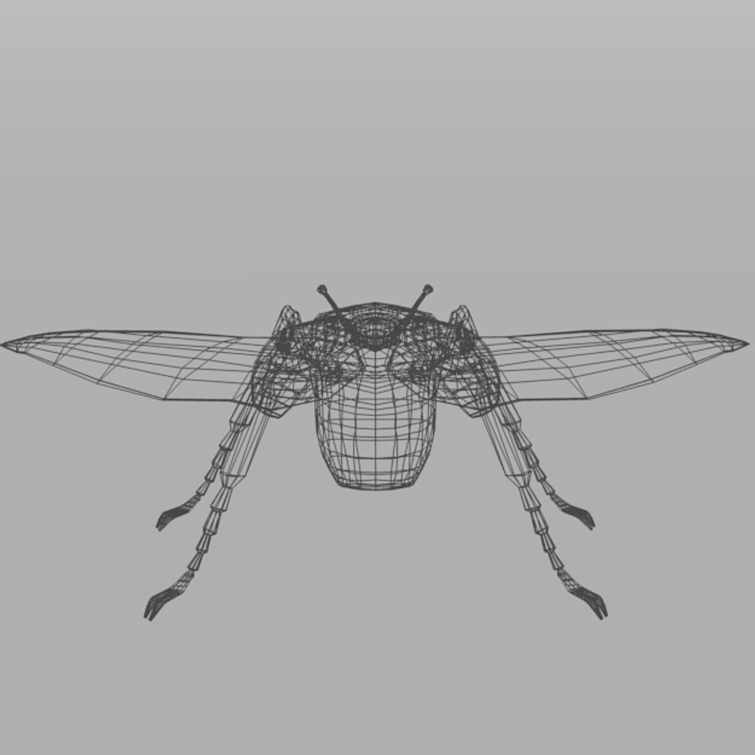 3D Goliath Beetle - TurboSquid 1318850