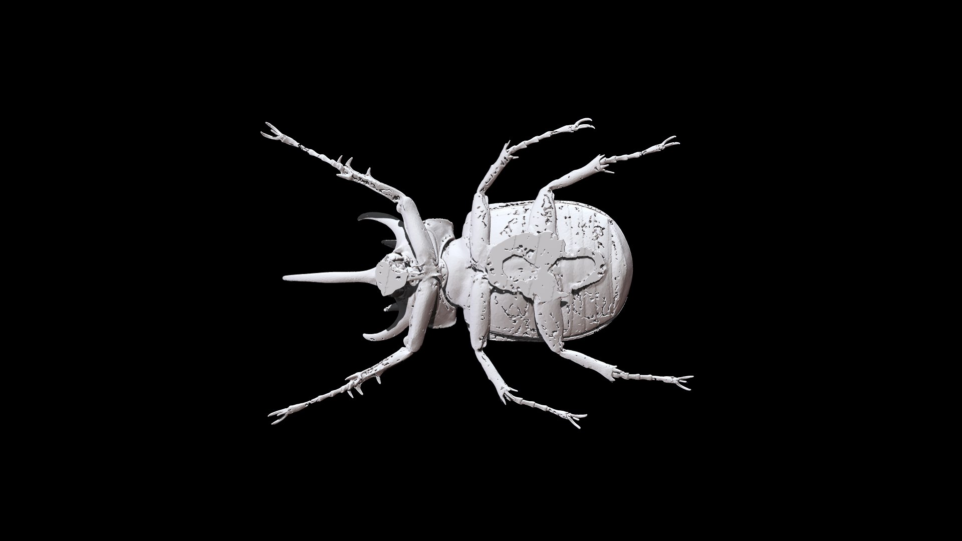 3D Beetle 01 CT Scan Model - TurboSquid 1744074