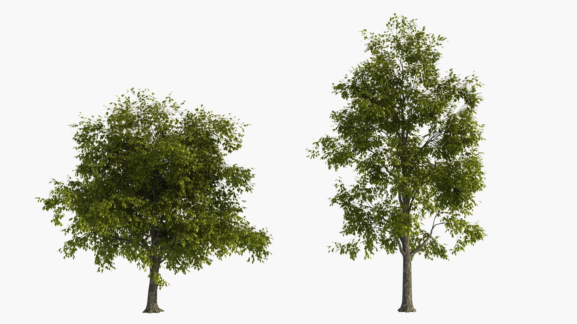 3D Wind Tree Model - TurboSquid 1667053