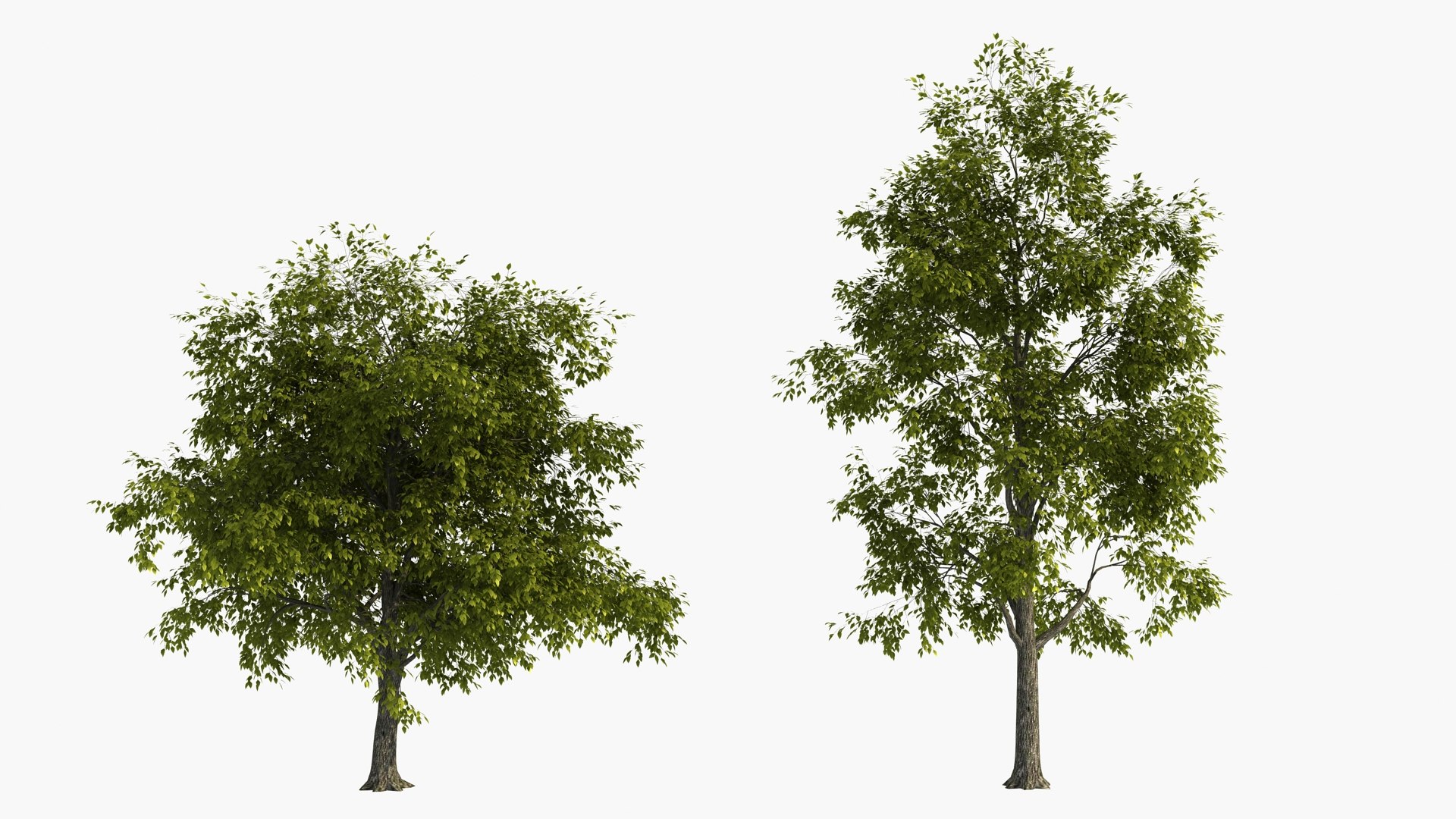 3D Wind Tree Model - TurboSquid 1667053