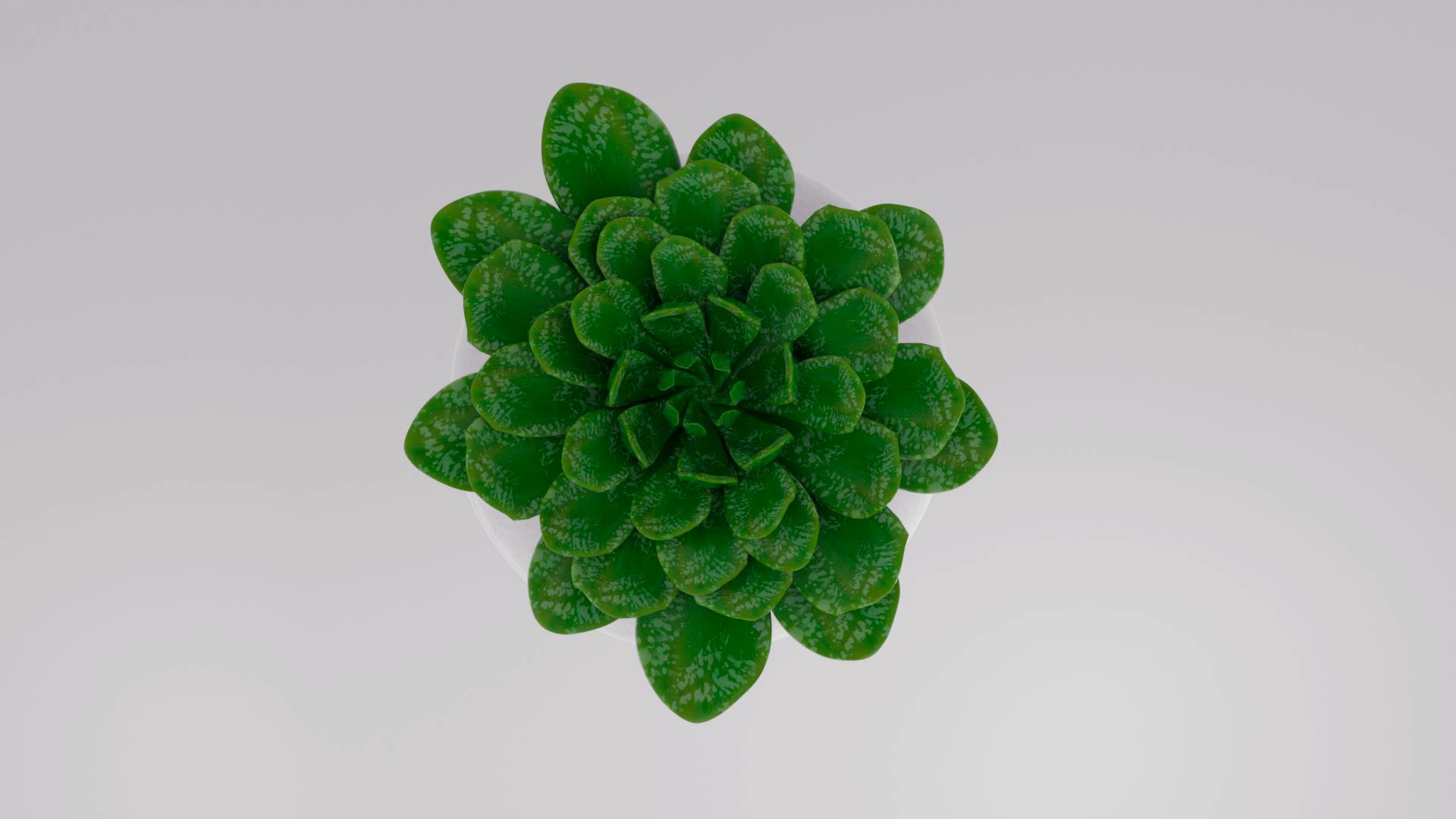 3D Succulent Plant - TurboSquid 1828041