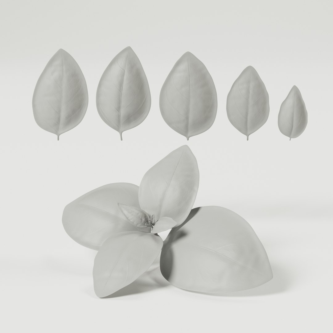 Basil model - TurboSquid 1959432