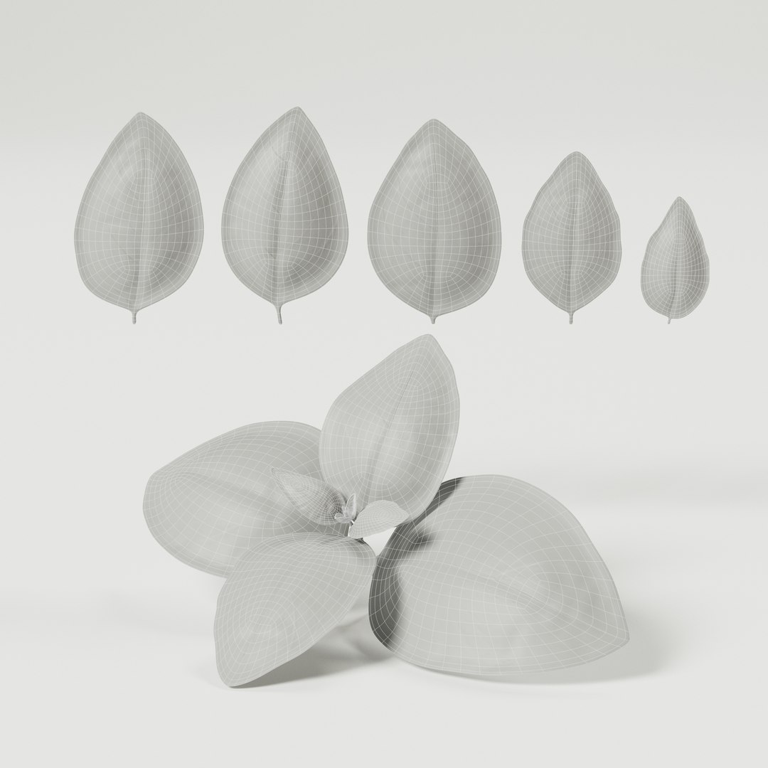 Basil model - TurboSquid 1959432