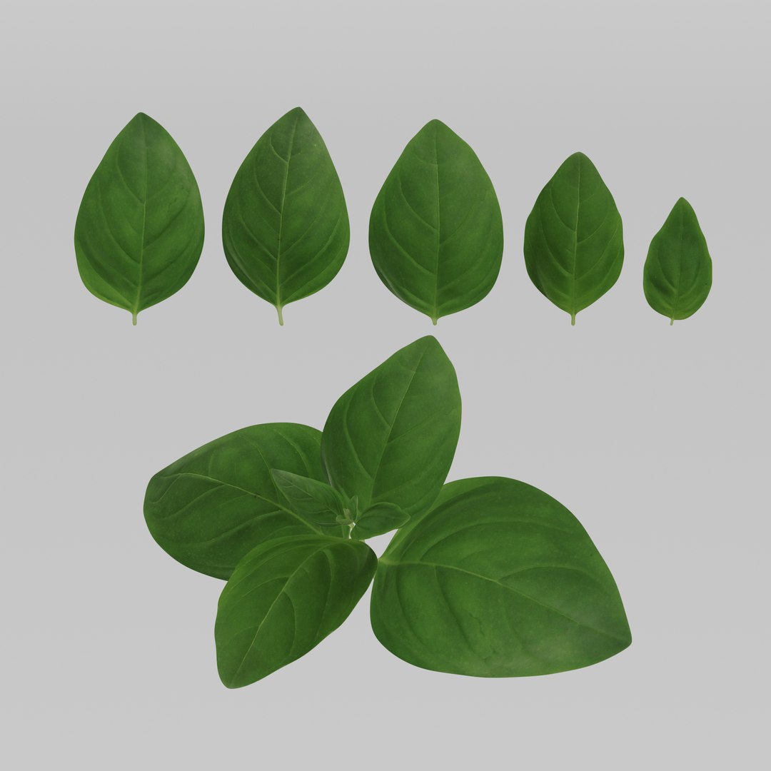 Basil model - TurboSquid 1959432