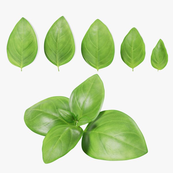 modelo 3d Basil - TurboSquid 1959432