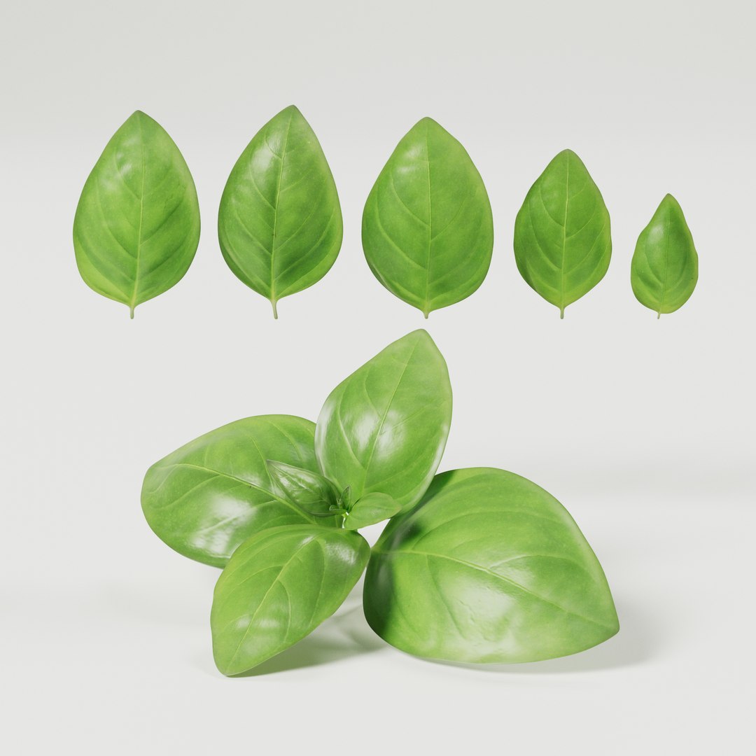 Basil model - TurboSquid 1959432