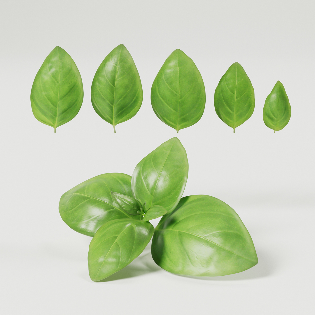 Basil model - TurboSquid 1959432