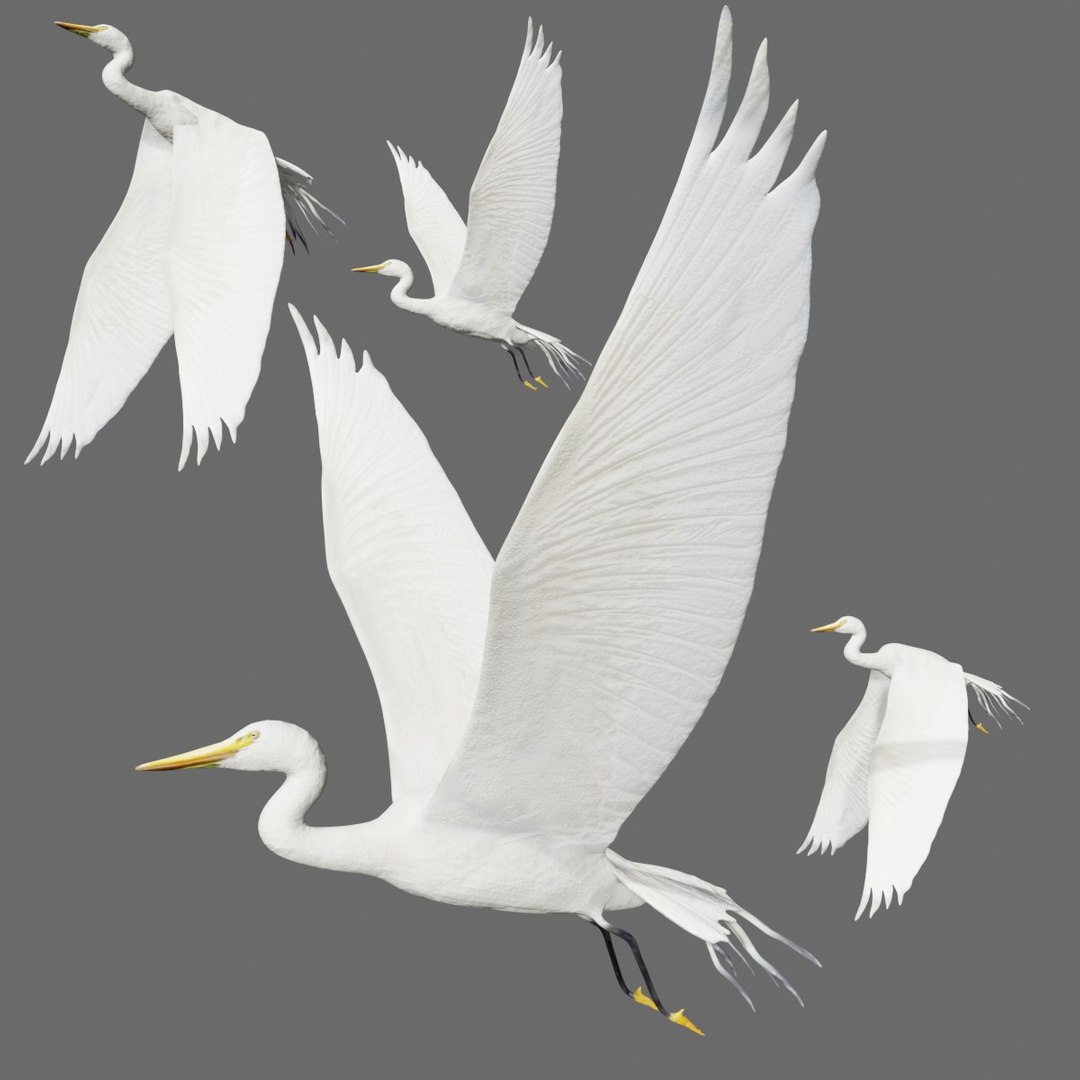 Fully Rigged Low Poly Egret Model - TurboSquid 1750858