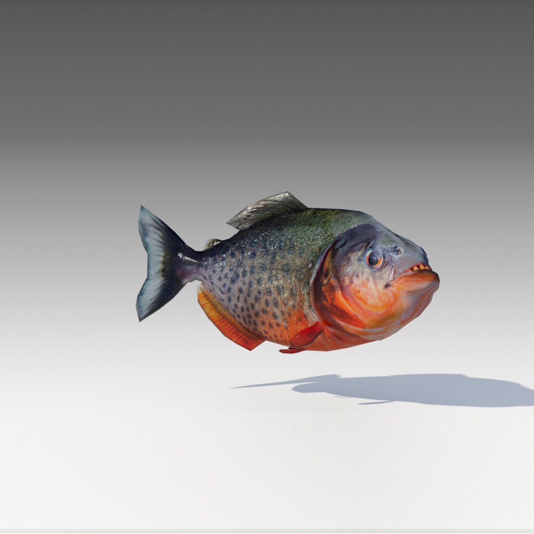 Piranha Animations 3D - TurboSquid 1159374