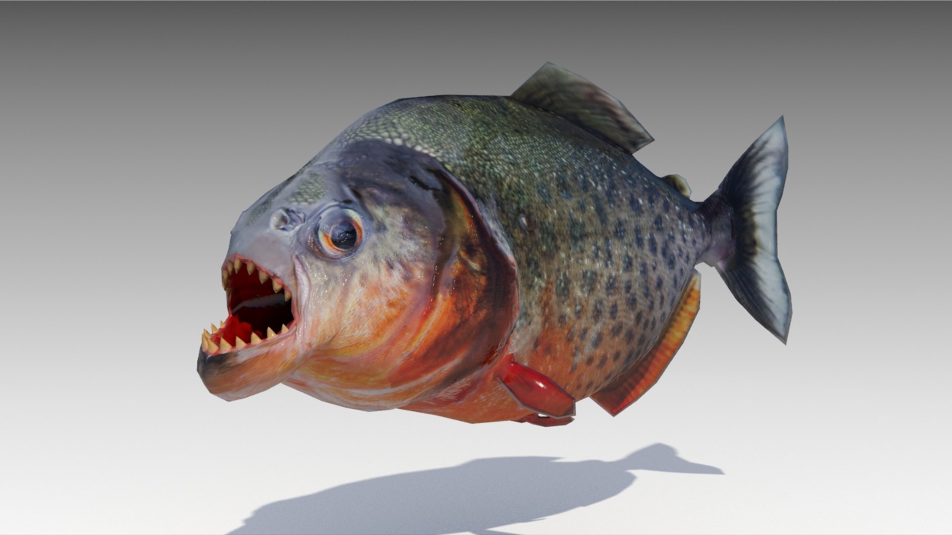 Piranha Animations 3D - TurboSquid 1159374