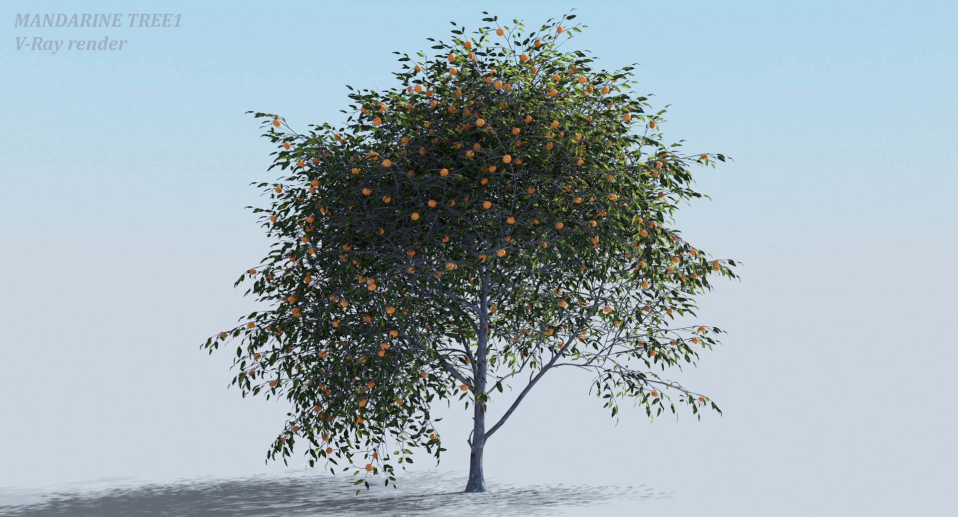 Realistic Fruit Tree Woods Model - TurboSquid 1363371