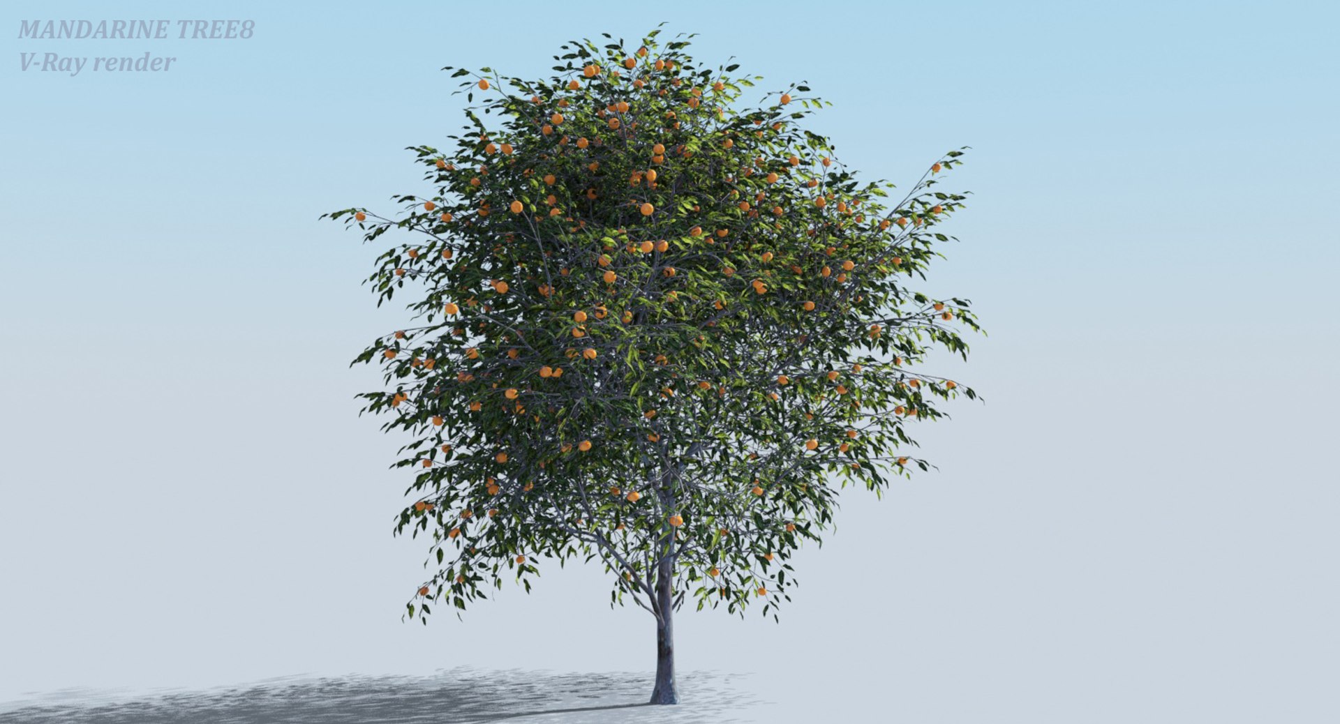 Realistic Fruit Tree Woods Model - TurboSquid 1363371