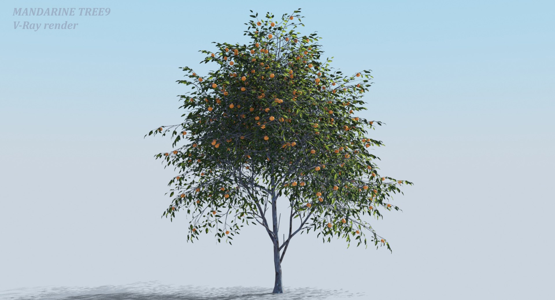 Realistic Fruit Tree Woods Model - TurboSquid 1363371