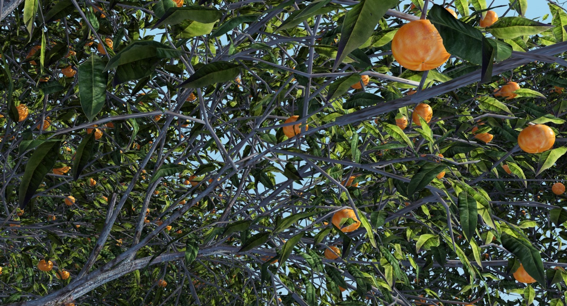 Realistic Fruit Tree Woods Model - TurboSquid 1363371