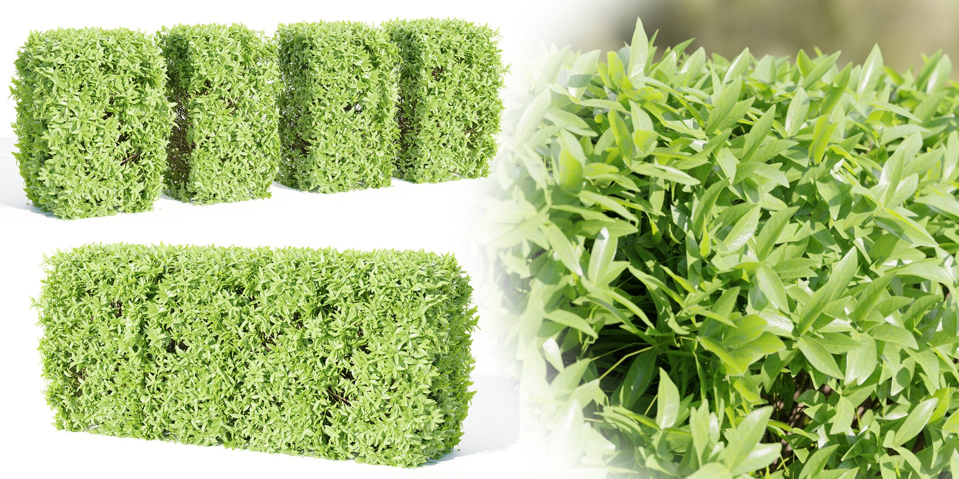 3D Laurel Hedging Bushes Vol 111-Blender Model - TurboSquid 2138685