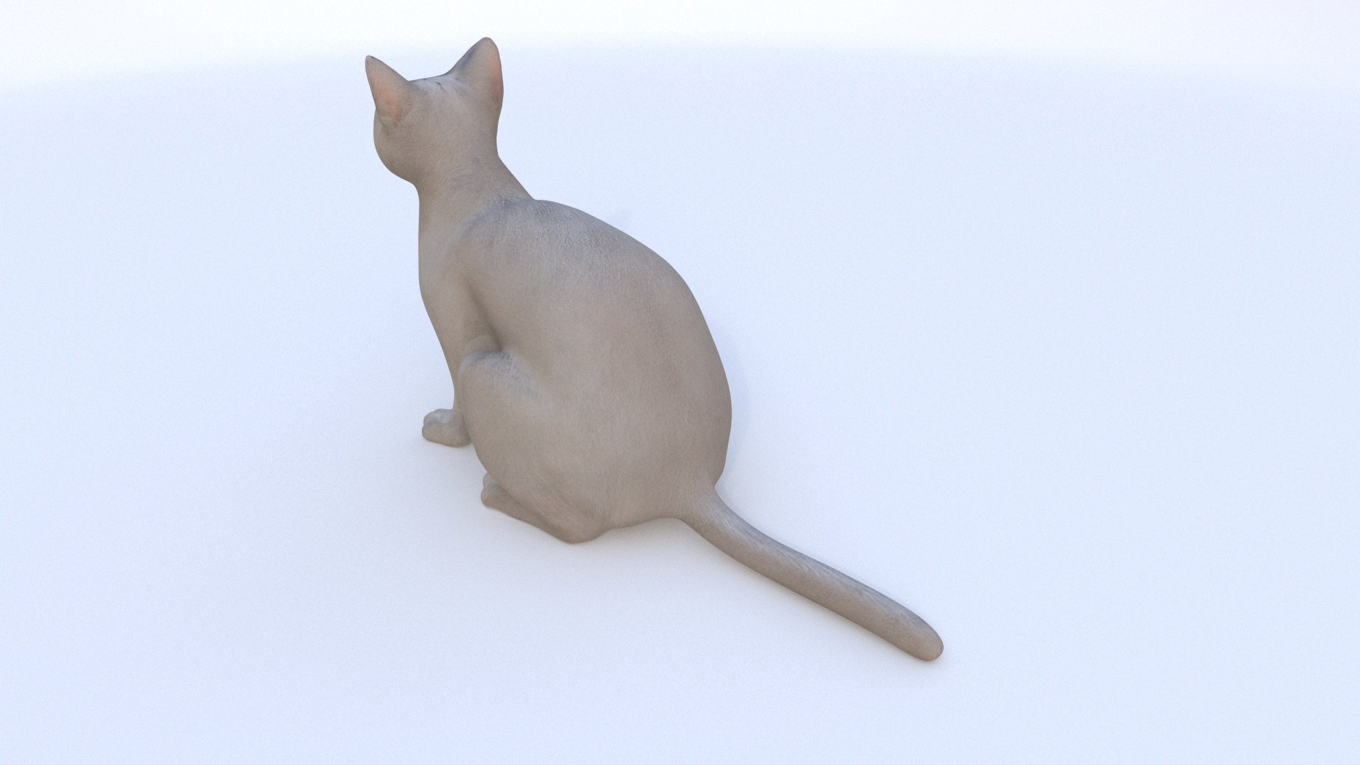 Russian Blue Seated 3D Model - TurboSquid 2334358