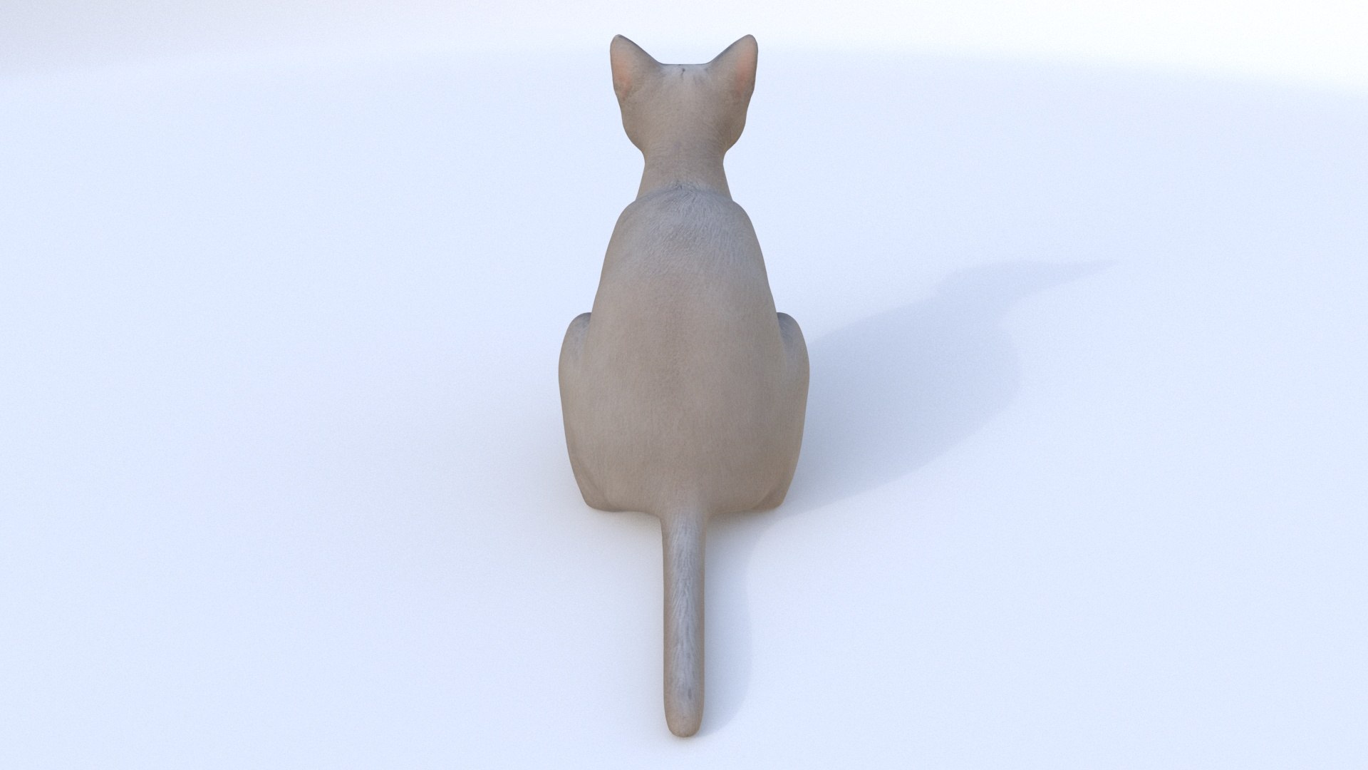 Russian Blue Seated 3D Model - TurboSquid 2334358