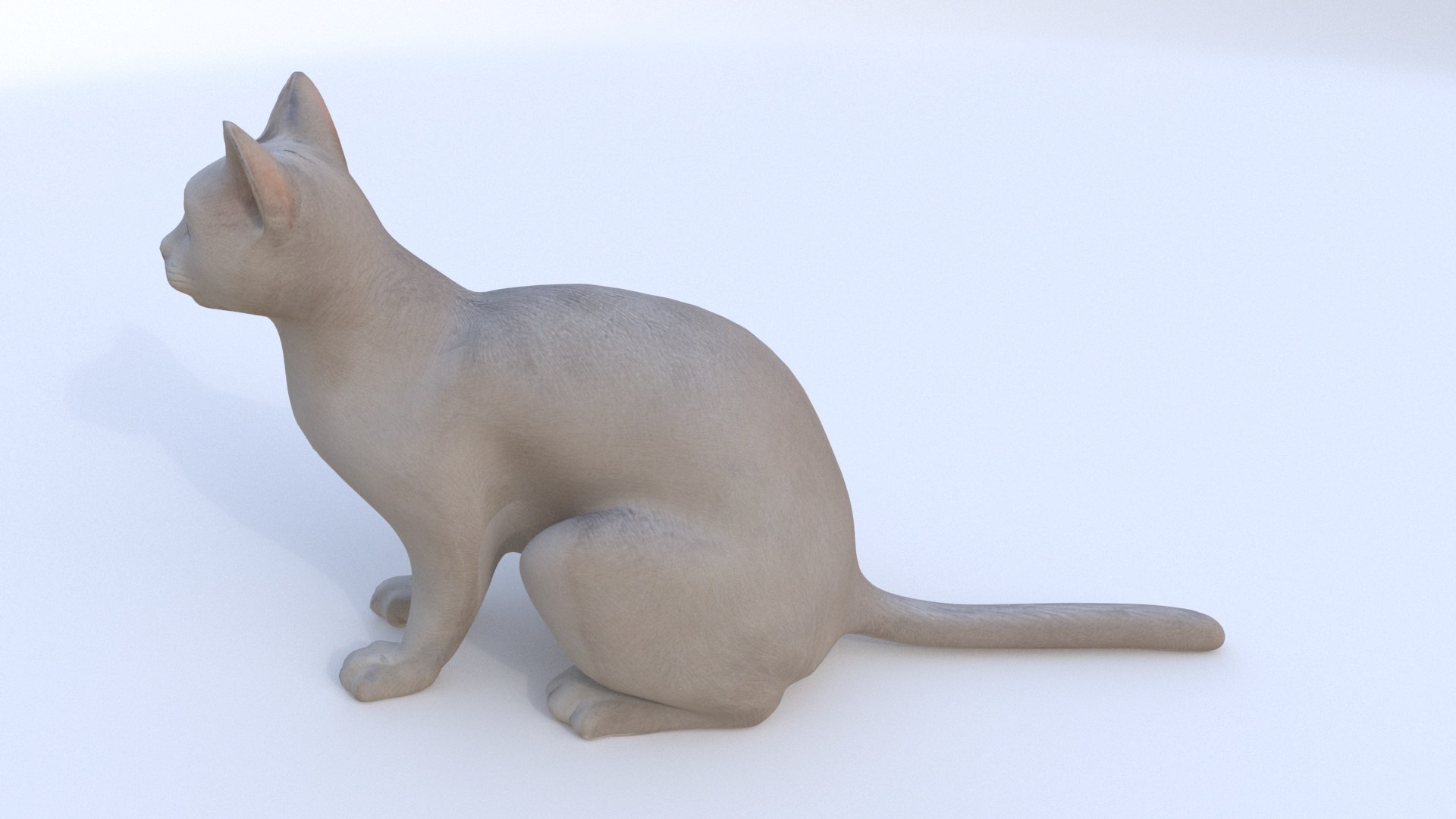 Russian Blue Seated 3D Model - TurboSquid 2334358