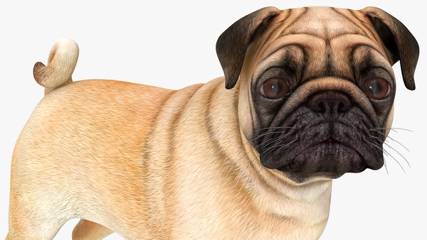 Pug dog 3D model - TurboSquid 1684019