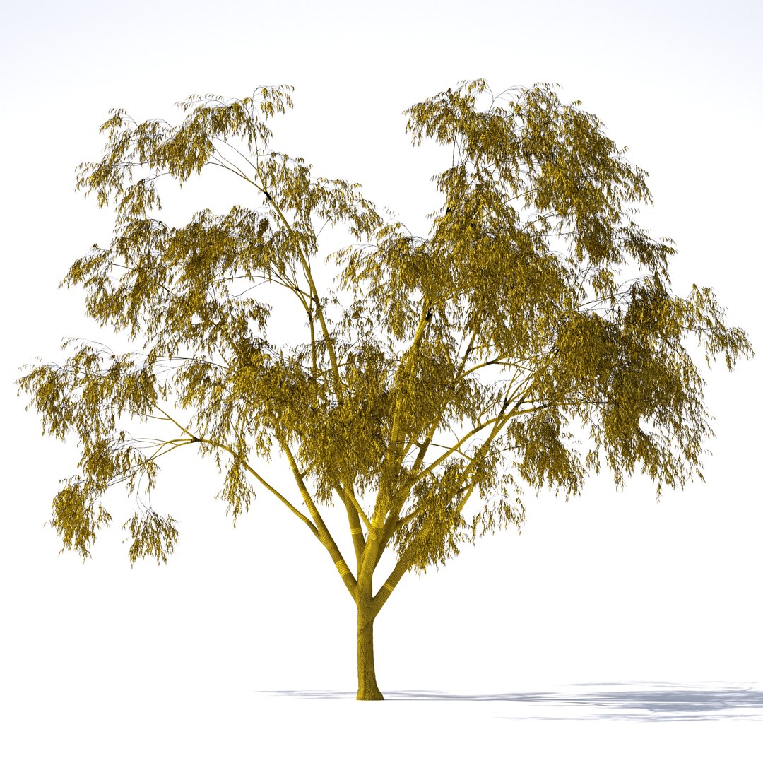 Eucalyptus Pauciflora Tree 3D Model - TurboSquid 1669478