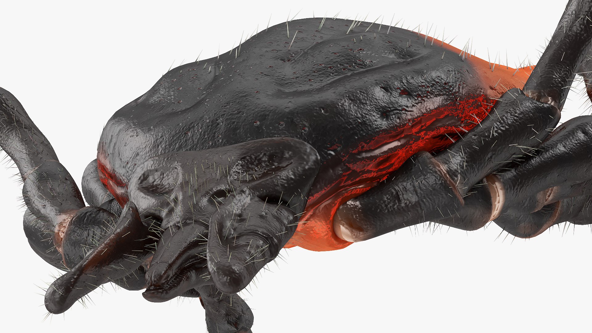 Tick Fur Rigged 3D - TurboSquid 1852270