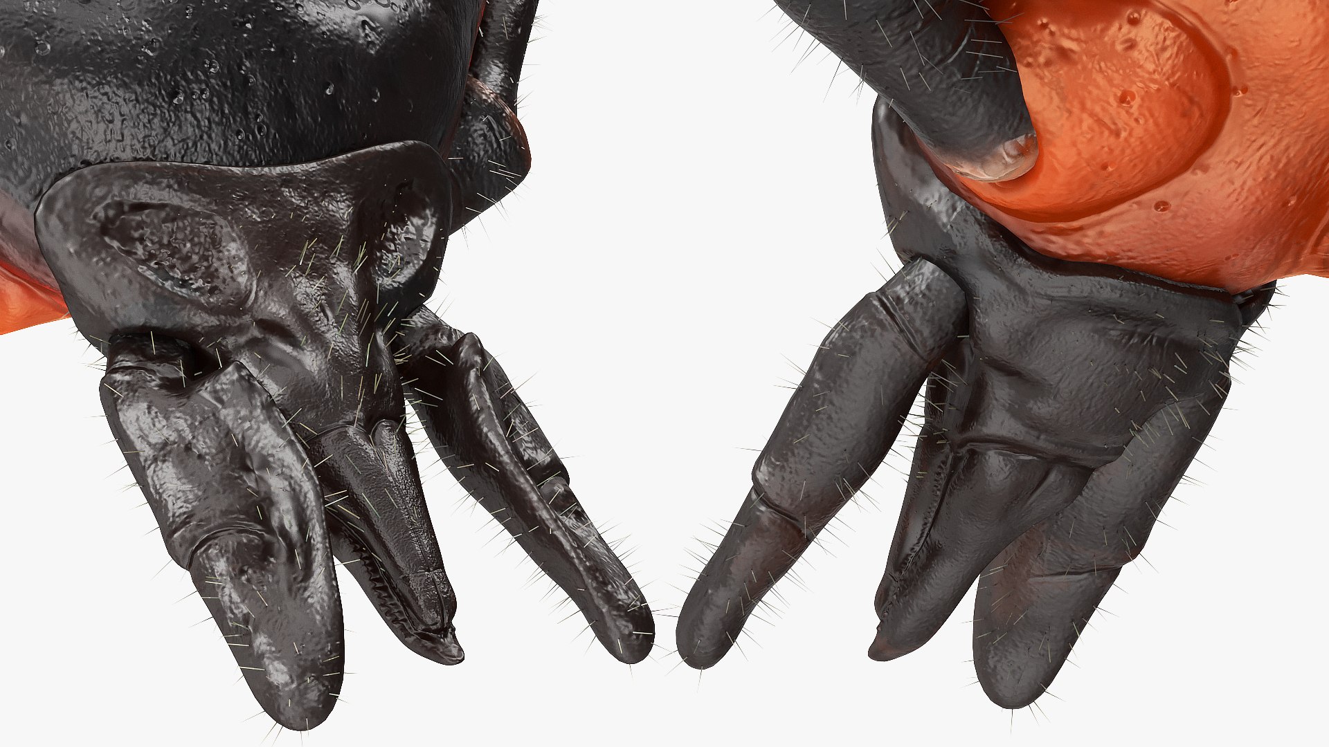 Tick Fur Rigged 3D - TurboSquid 1852270