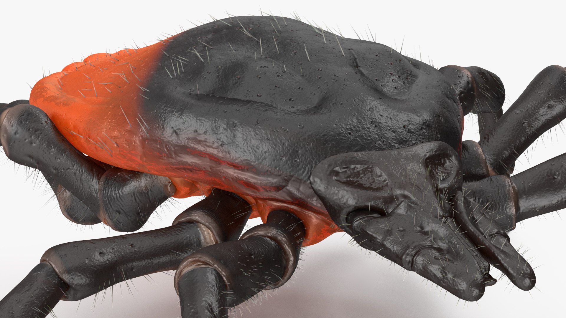 Tick Fur Rigged 3D - TurboSquid 1852270