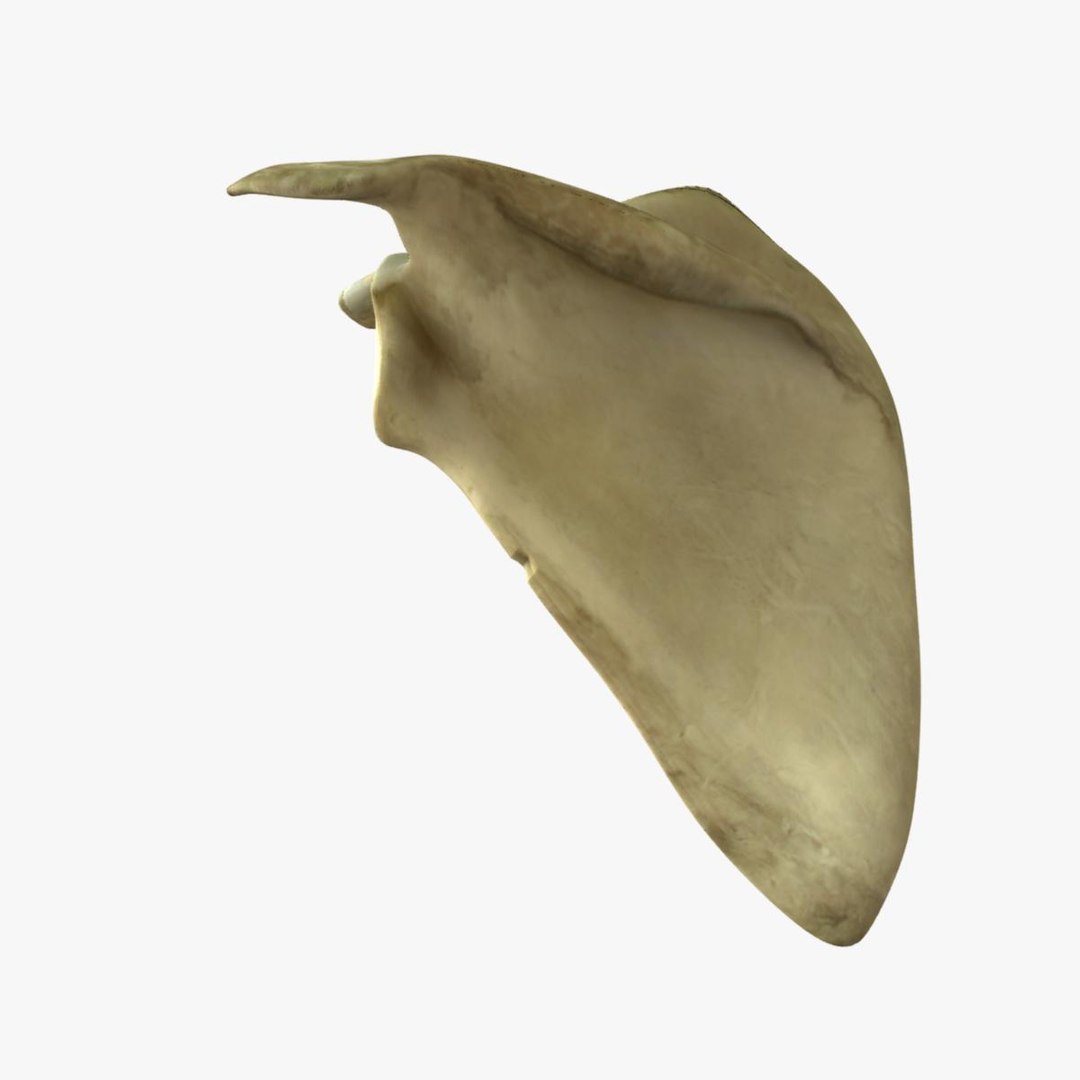 3d Skeleton Scapula Model