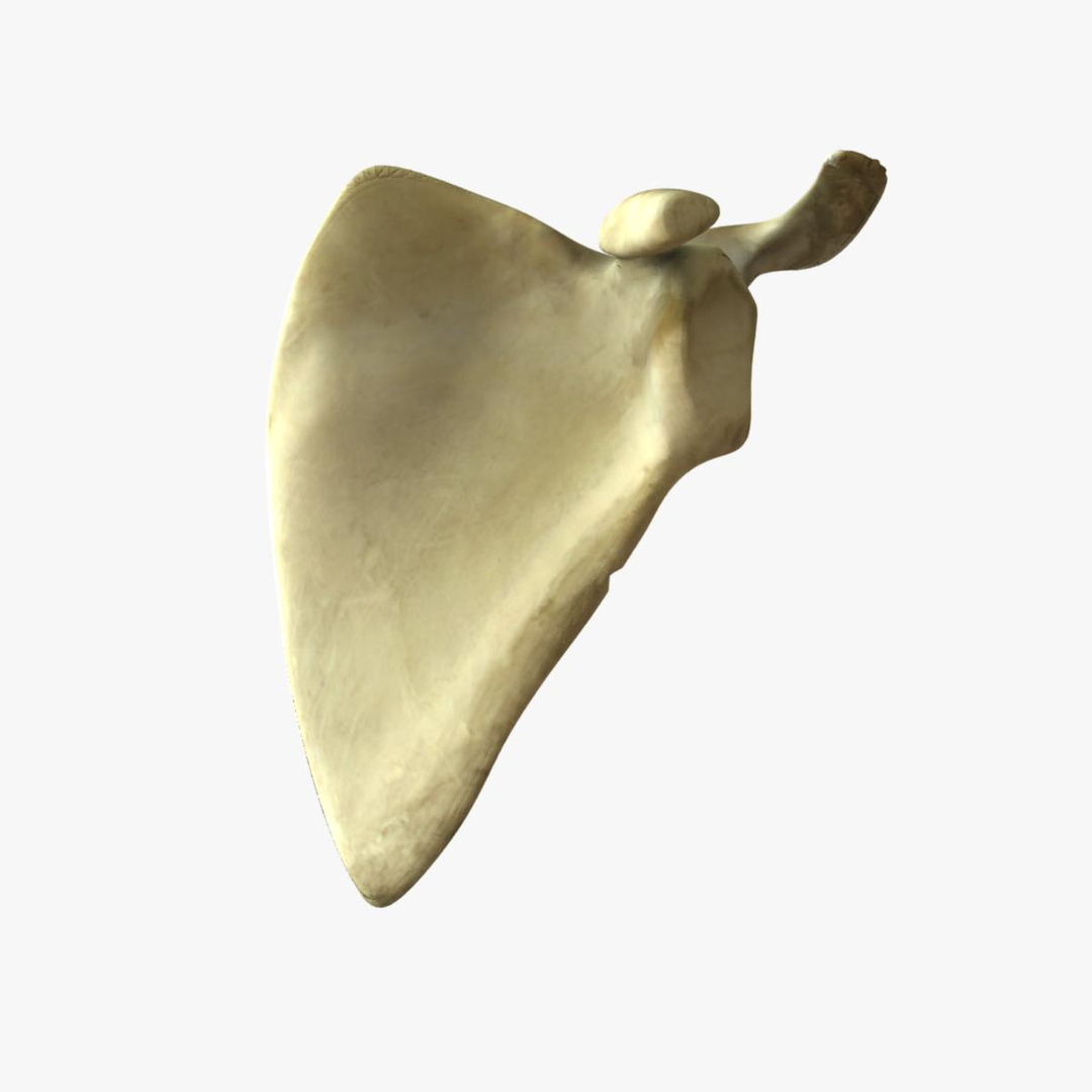 3d Skeleton Scapula Model