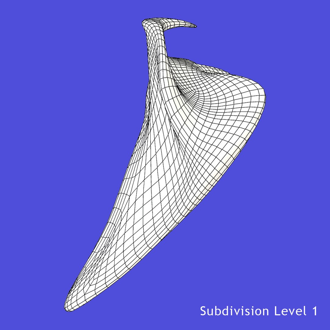 3d Skeleton Scapula Model