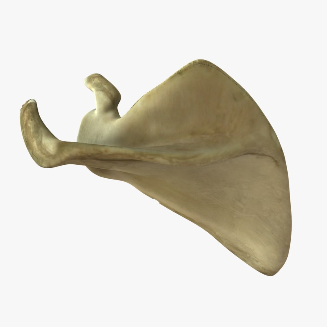 3d Skeleton Scapula Model