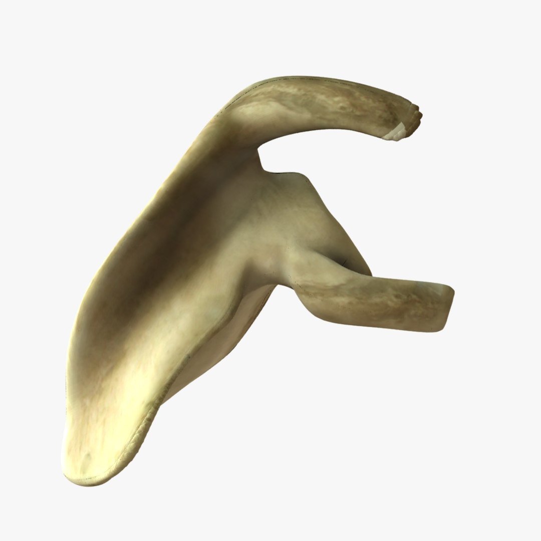 3d Skeleton Scapula Model